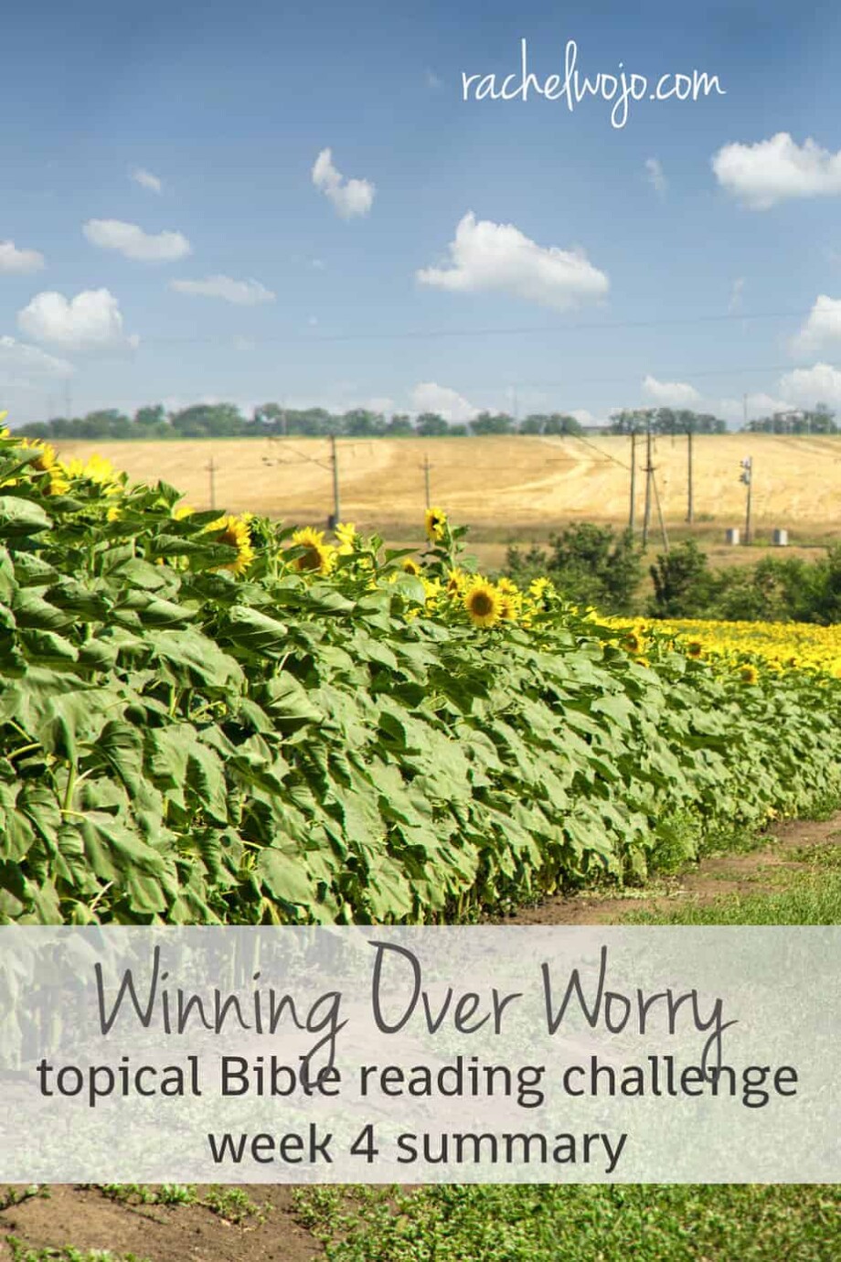 Winning Over Worry Bible Reading Week 4 Summary - Rachel Wojo