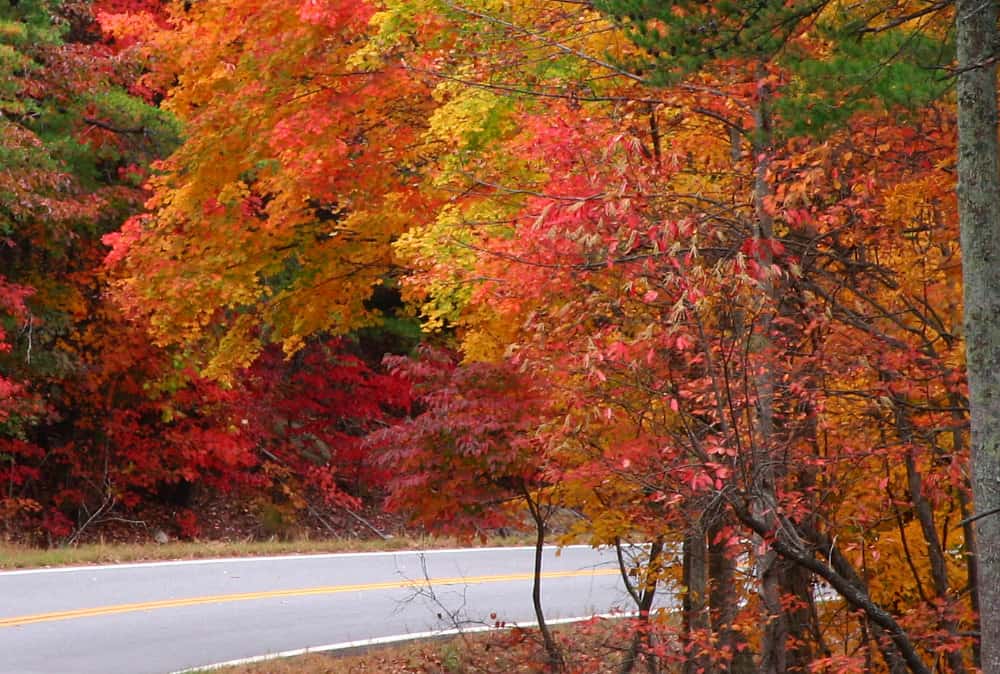 Letting Your Leaves Fall - Rachel Wojo